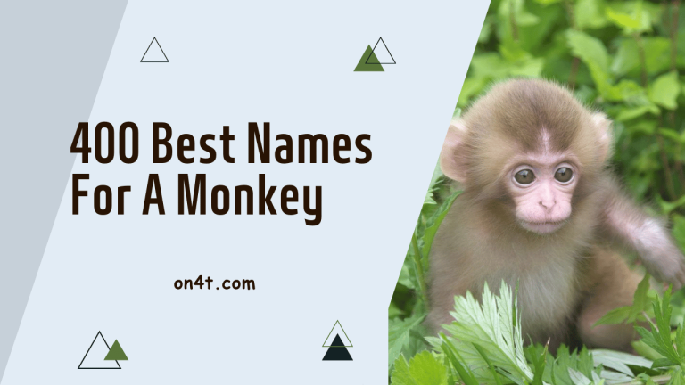 400 Best Names For A Monkey - On4t