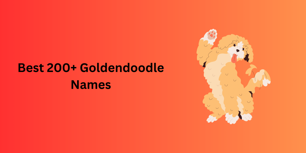 Best 200+ Goldendoodle Names
