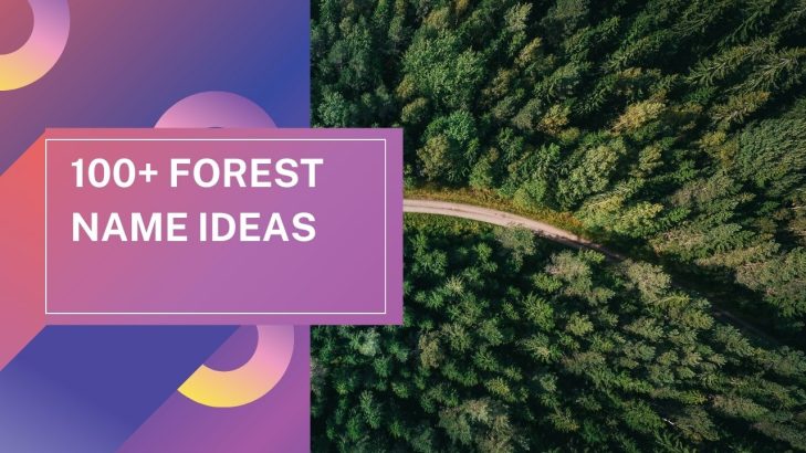 100+ Forest Name Ideas You Will Want In Your Next Project