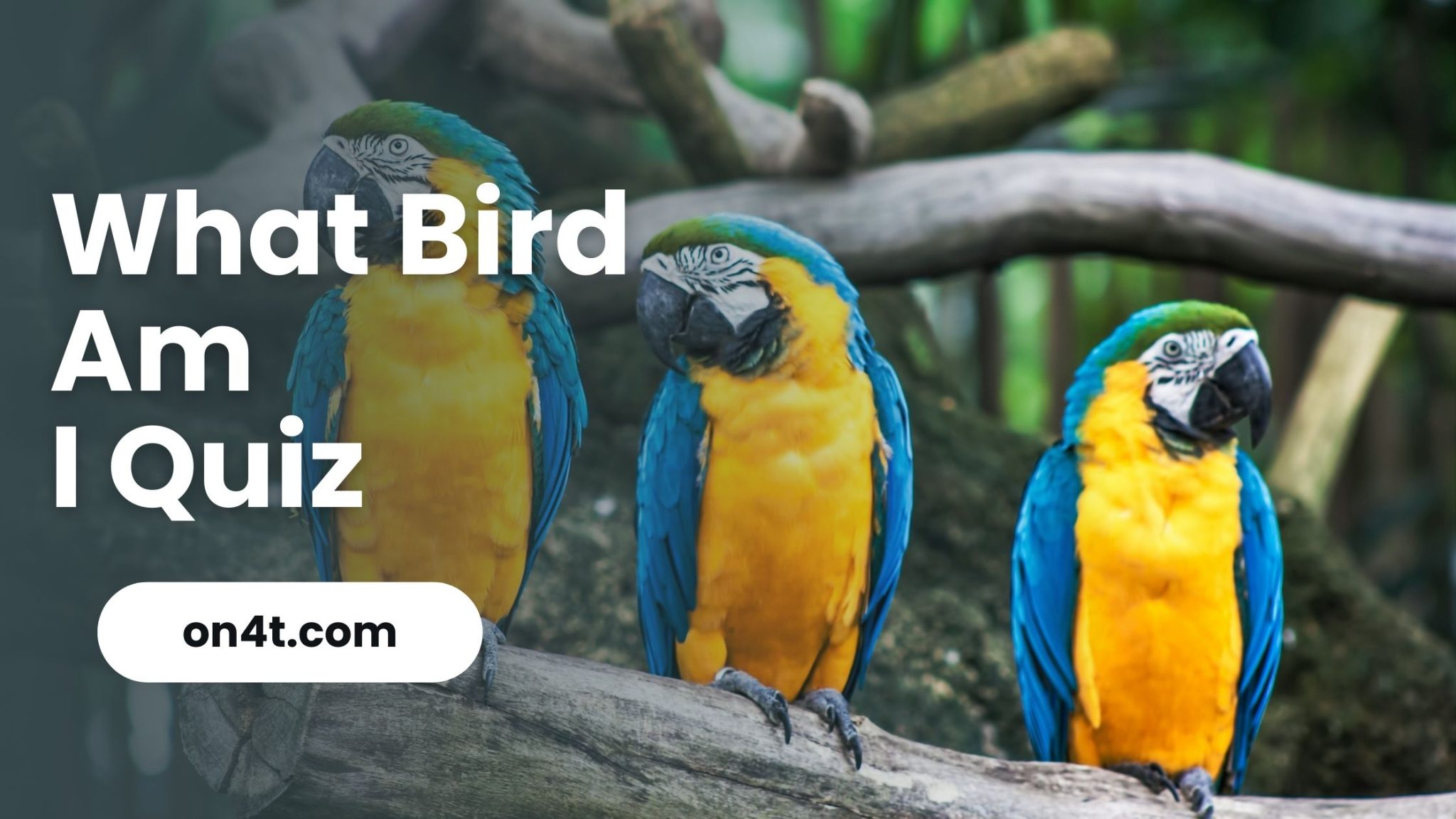 What Bird Am I Quiz Guide: Find Your Bird Buddy - On4t
