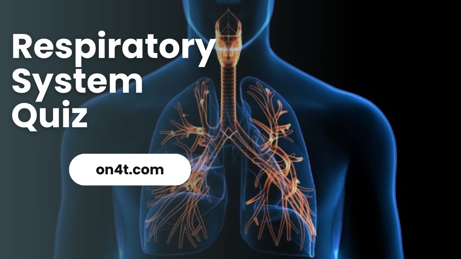 Respiratory System Quiz Guide: Learn Breathing Basics - On4t