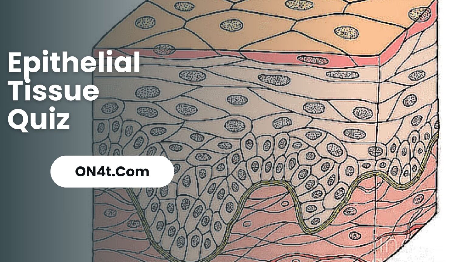 Epithelial Tissue Quiz: Anatomy And Physiology - On4t